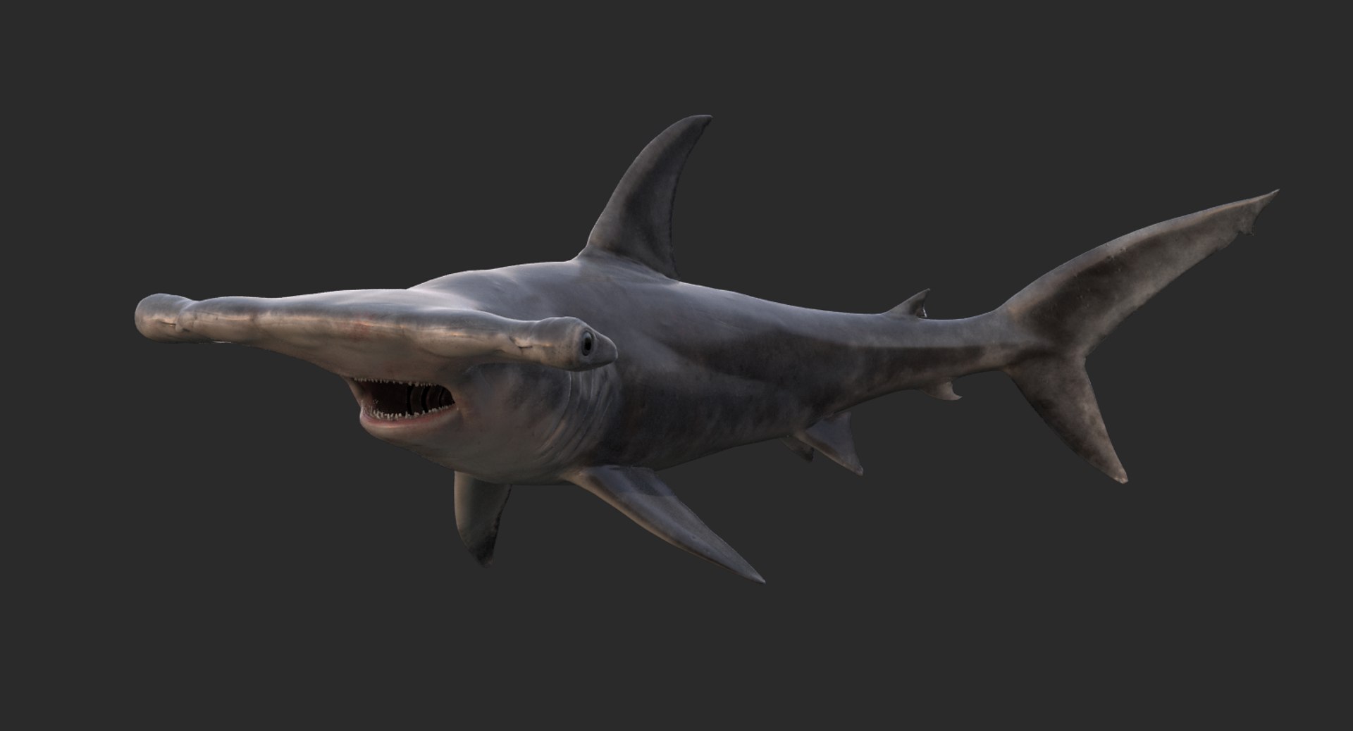 realistic hammerhead shark rigged 3d max