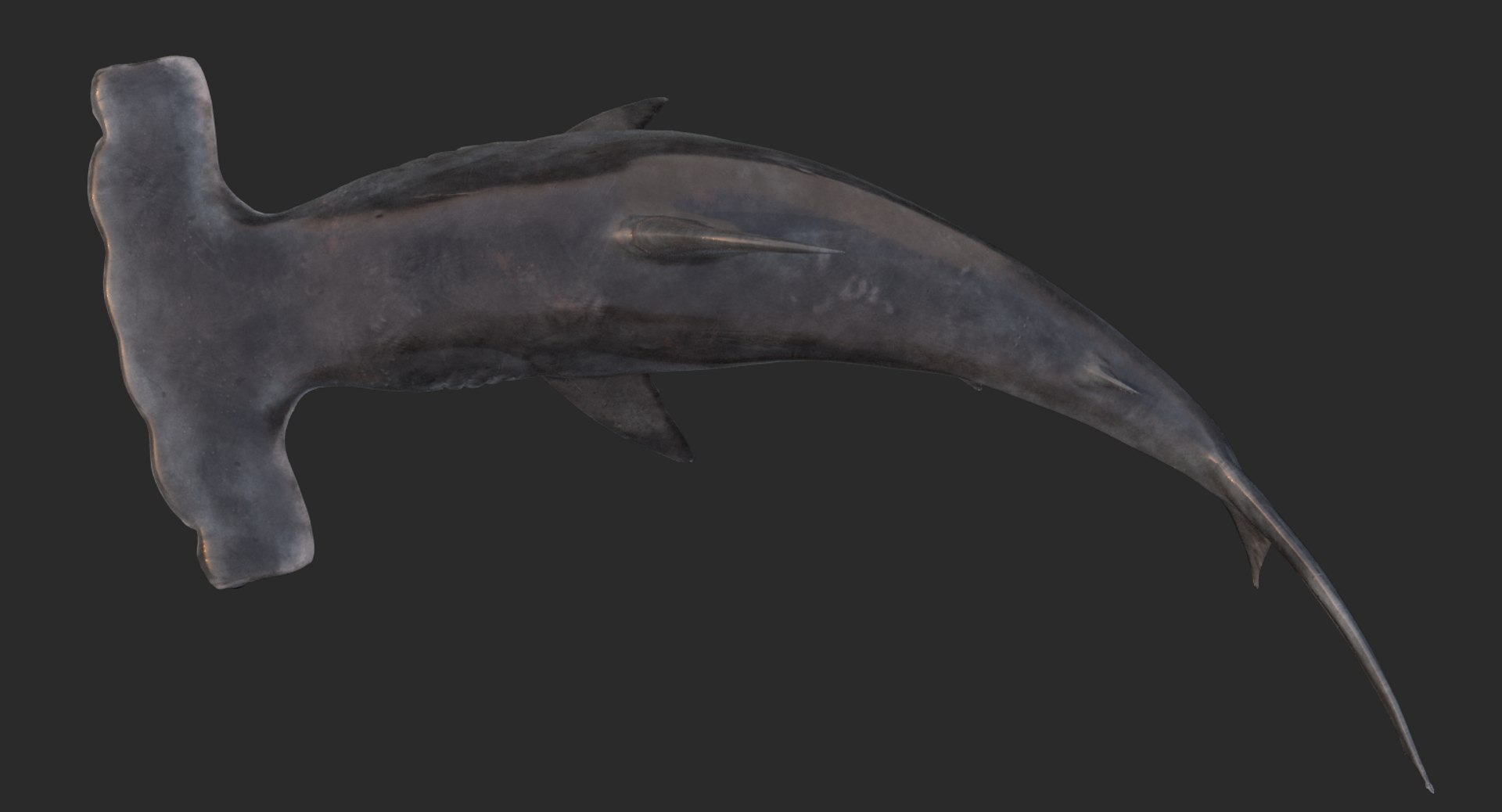 realistic hammerhead shark rigged 3d max