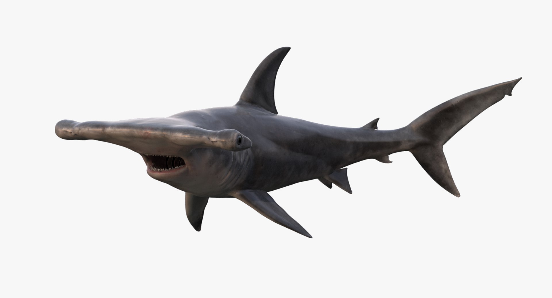 realistic hammerhead shark rigged 3d max
