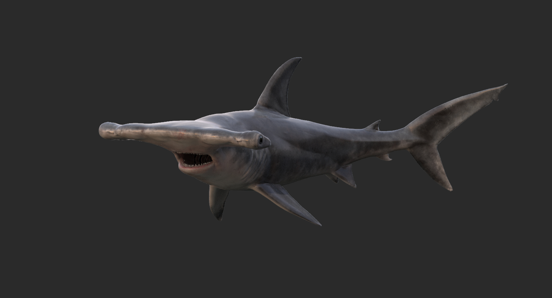 realistic hammerhead shark rigged 3d max