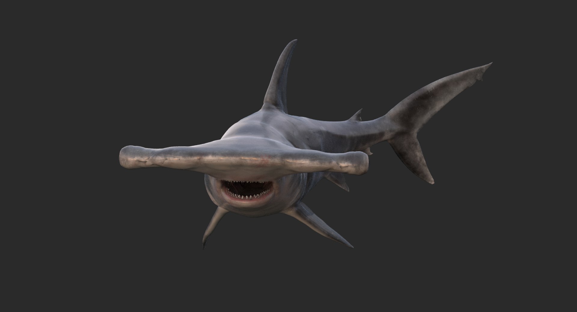 realistic hammerhead shark rigged 3d max