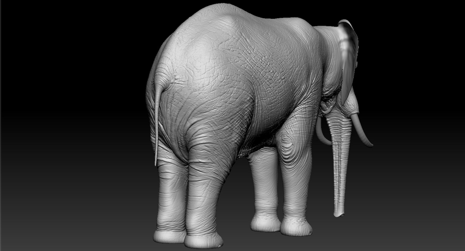 elephant rigged max