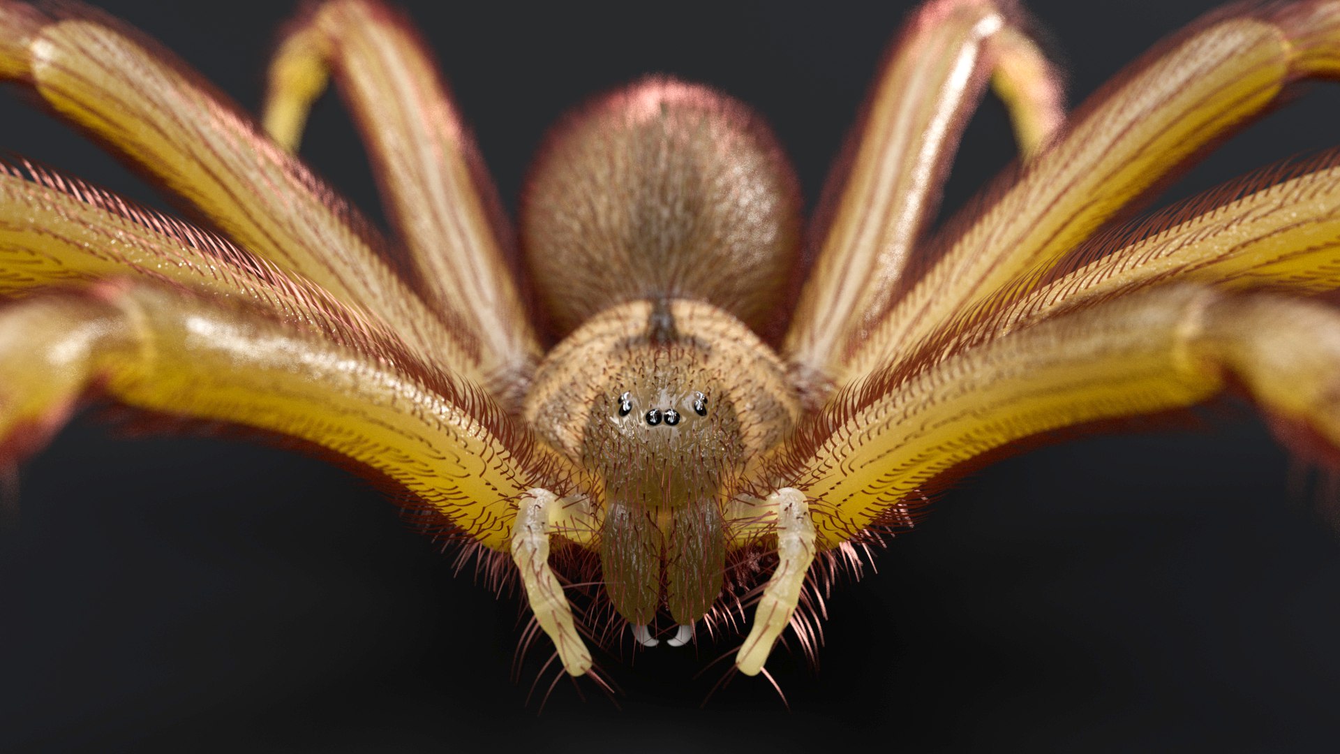 Brown Recluse Spider 3D Model - TurboSquid 2170660
