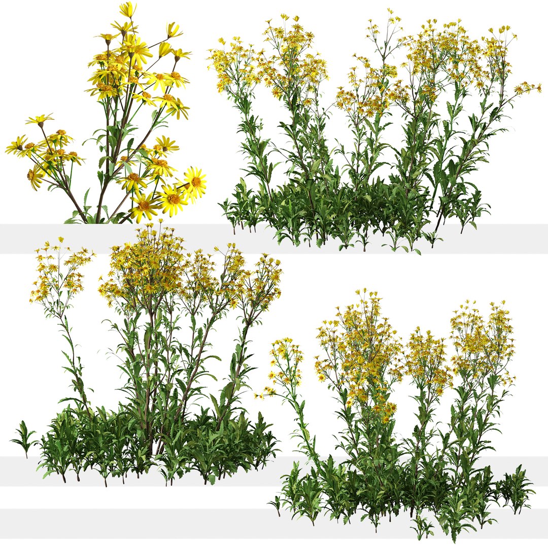 Set Of Senecio Jacobaea Wild Flowers Or Tansy Ragwort Plants 3D Model ...