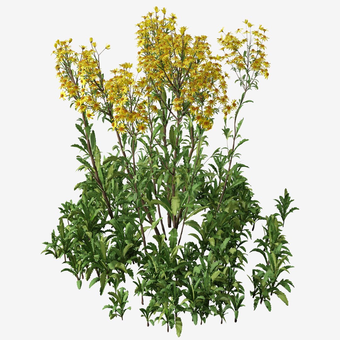 Set Of Senecio Jacobaea Wild Flowers Or Tansy Ragwort Plants 3D Model ...