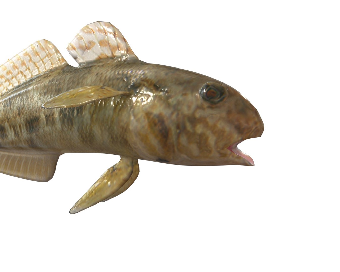 3D Fish Aquarium Model - TurboSquid 1551147