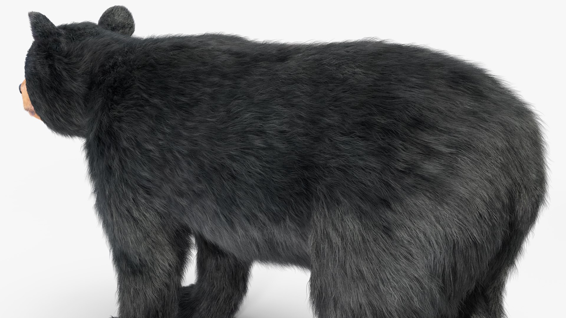 Young Black Bear Fur Model - TurboSquid 2254985
