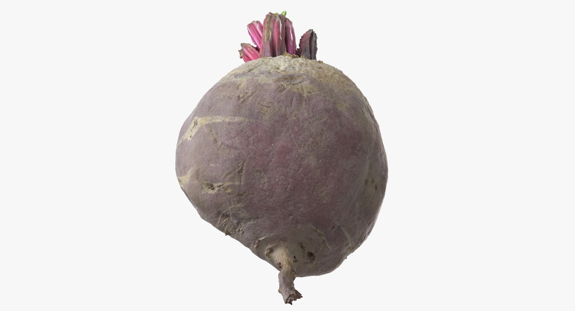 3D Model Beetroot Beet Root - TurboSquid 1169166