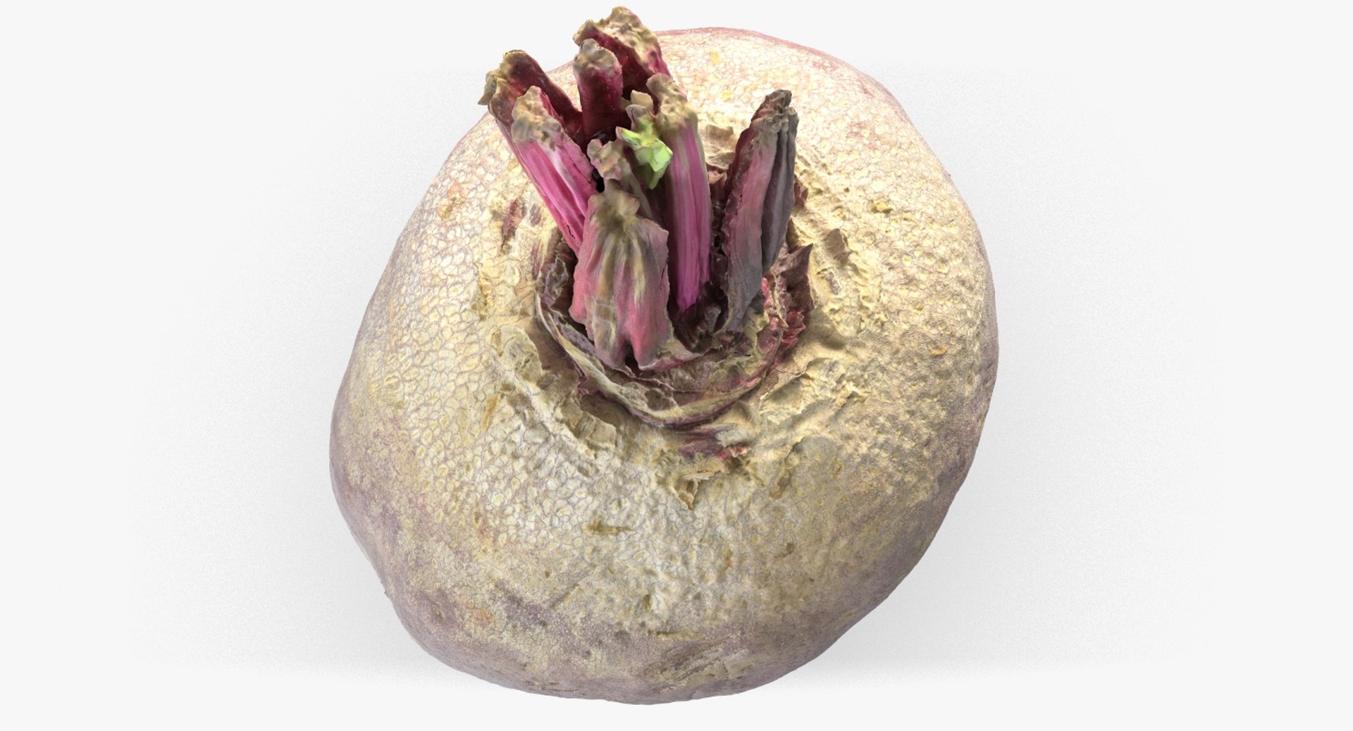 3D Model Beetroot Beet Root - TurboSquid 1169166