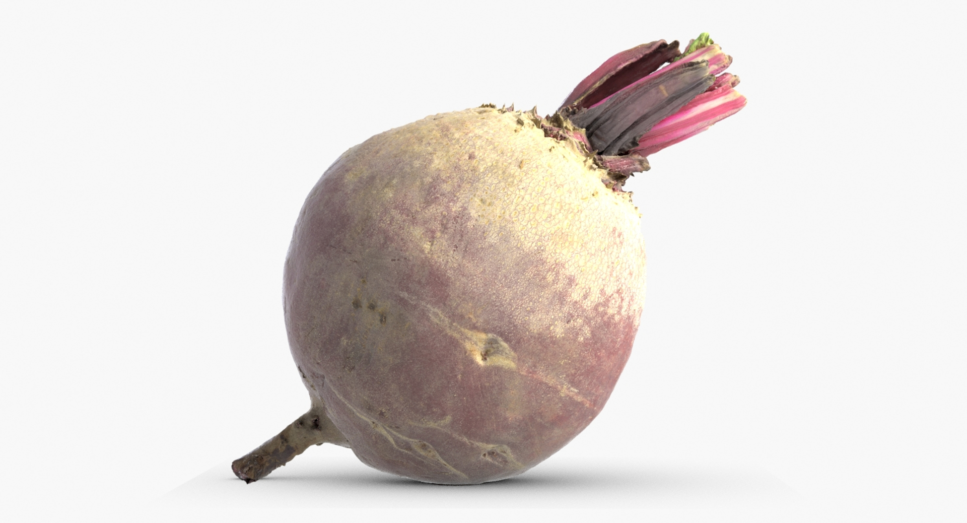 3D Model Beetroot Beet Root - TurboSquid 1169166