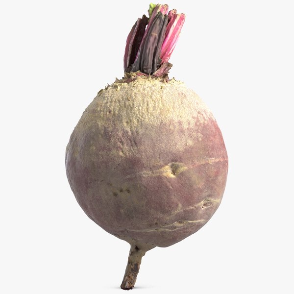 3D model beetroot beet root - TurboSquid 1169166