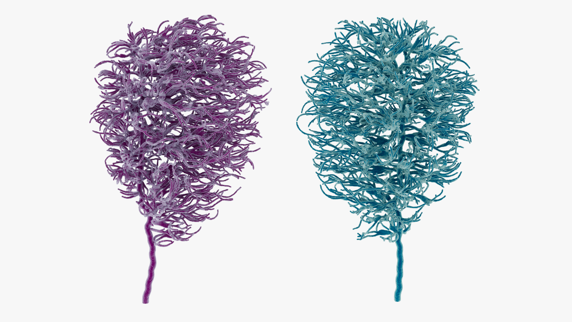 Alveoli Capillaries 3D Model - TurboSquid 2239076