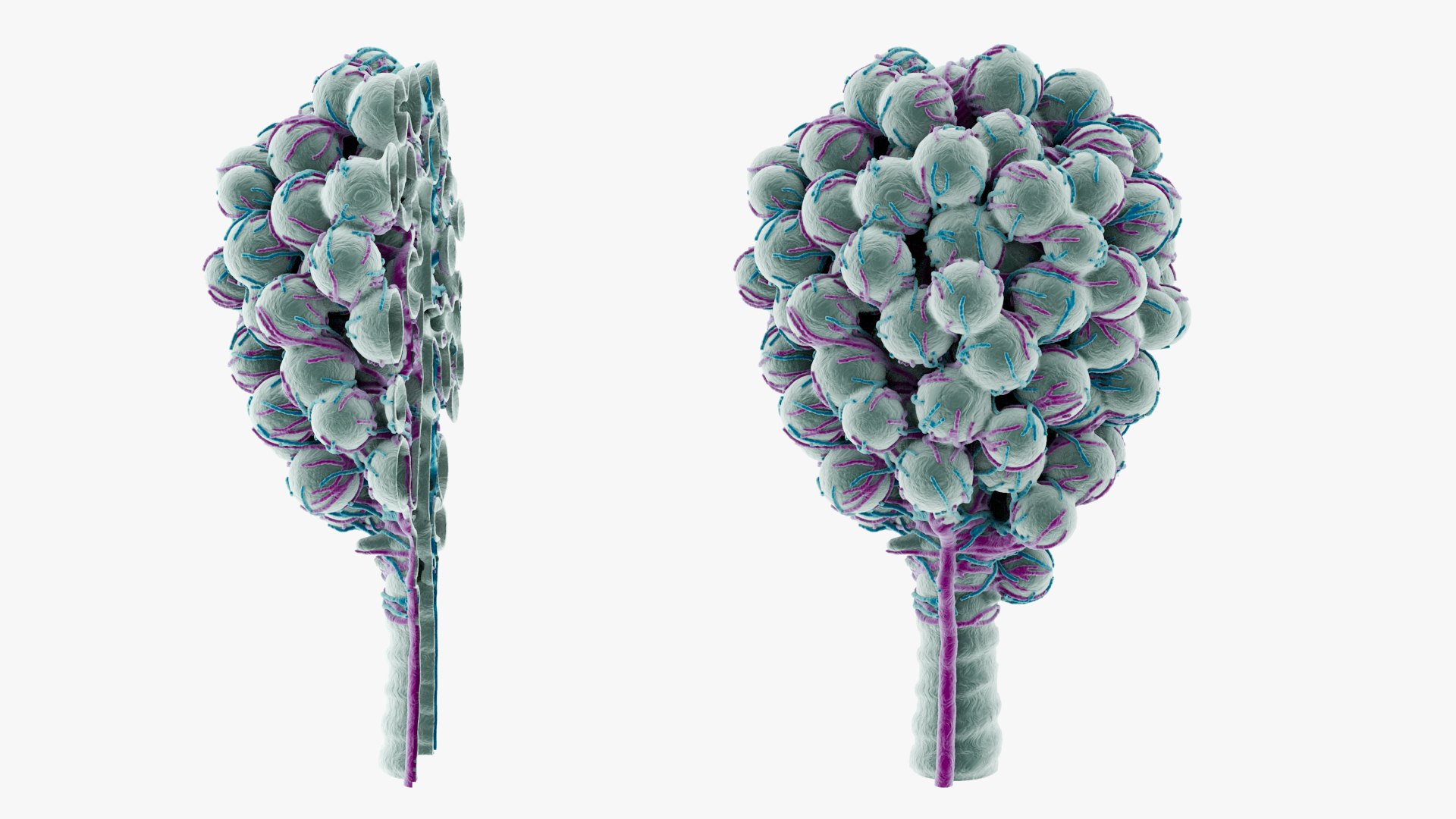 Alveoli Capillaries 3D Model - TurboSquid 2239076