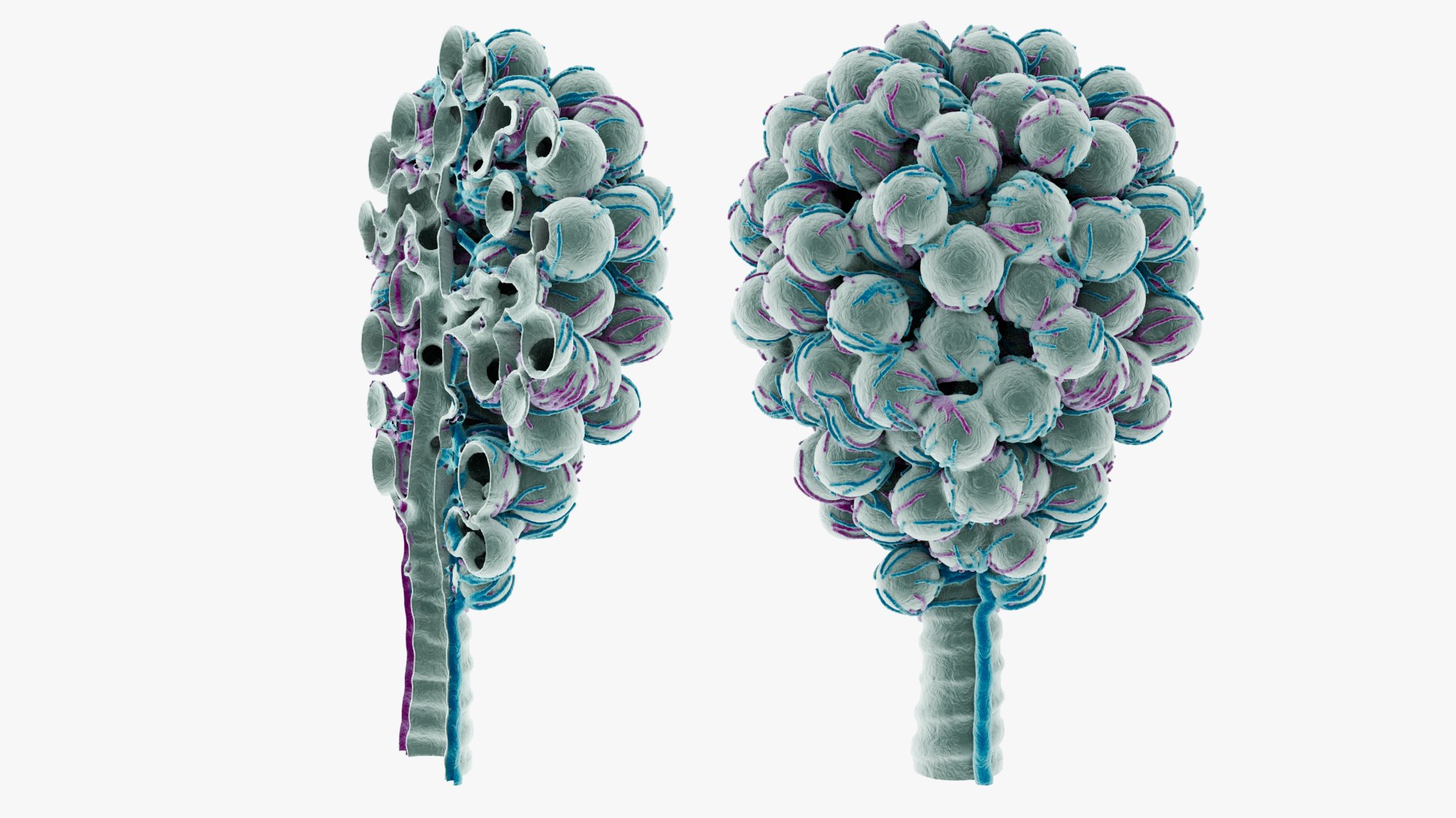 Alveoli Capillaries 3D Model - TurboSquid 2239076