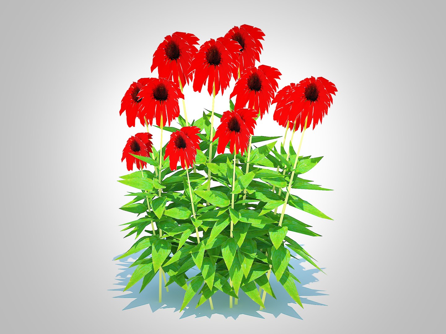 Echinacea Tomato Soup - Coneflower 3D - TurboSquid 2295910