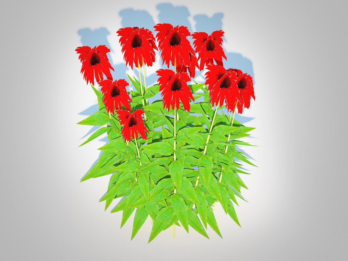 Echinacea Tomato Soup - Coneflower 3D - TurboSquid 2295910
