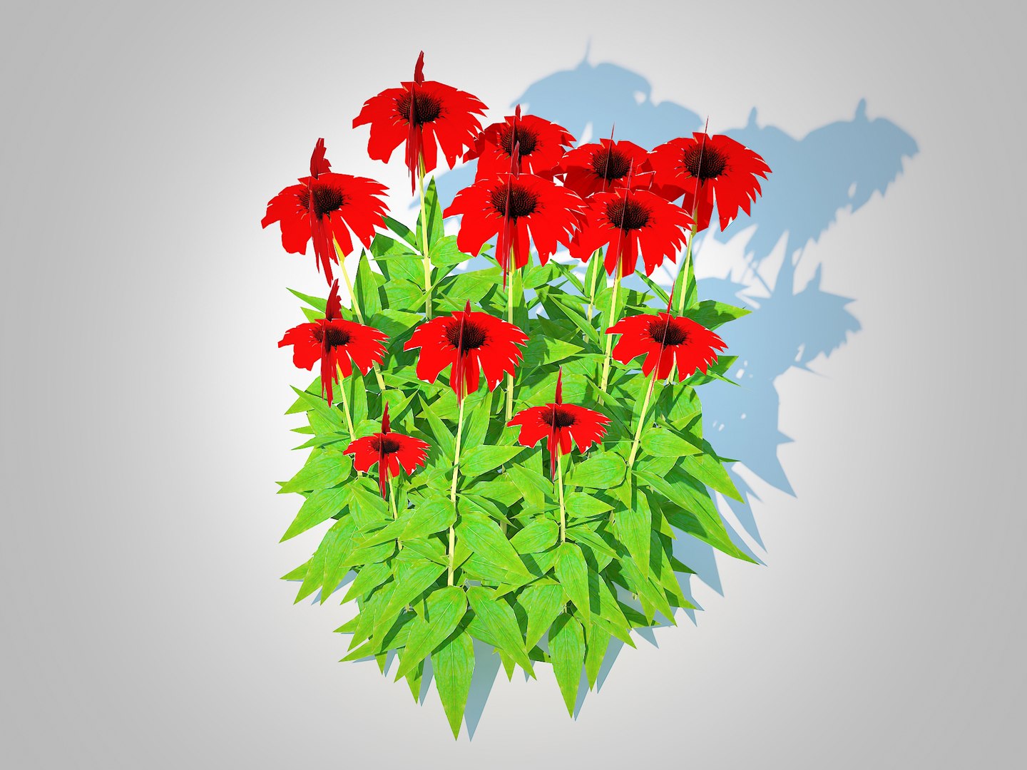 Echinacea Tomato Soup - Coneflower 3D - TurboSquid 2295910