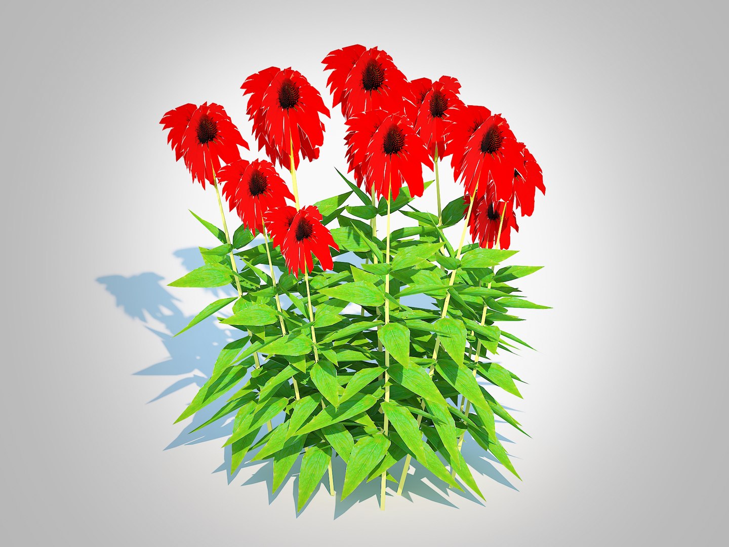 Echinacea Tomato Soup - Coneflower 3D - TurboSquid 2295910