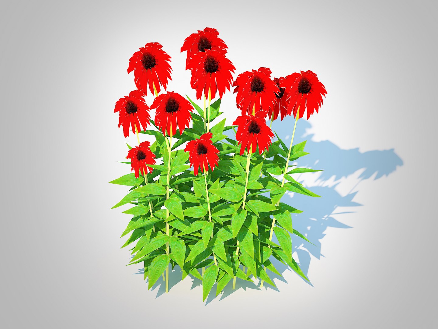 Echinacea Tomato Soup - Coneflower 3D - TurboSquid 2295910