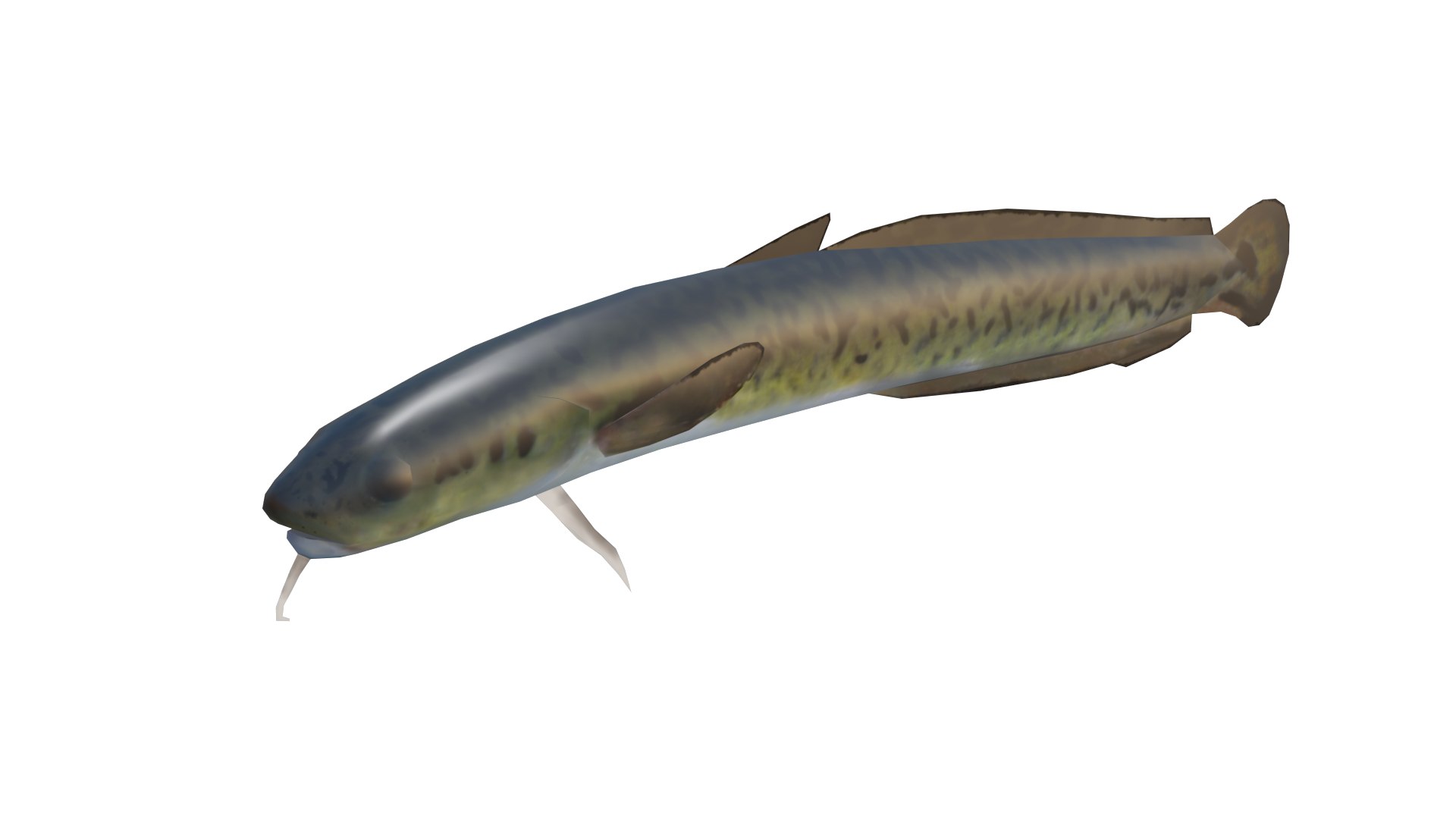 3D Burbot Fish 3D Model Model - TurboSquid 2311752
