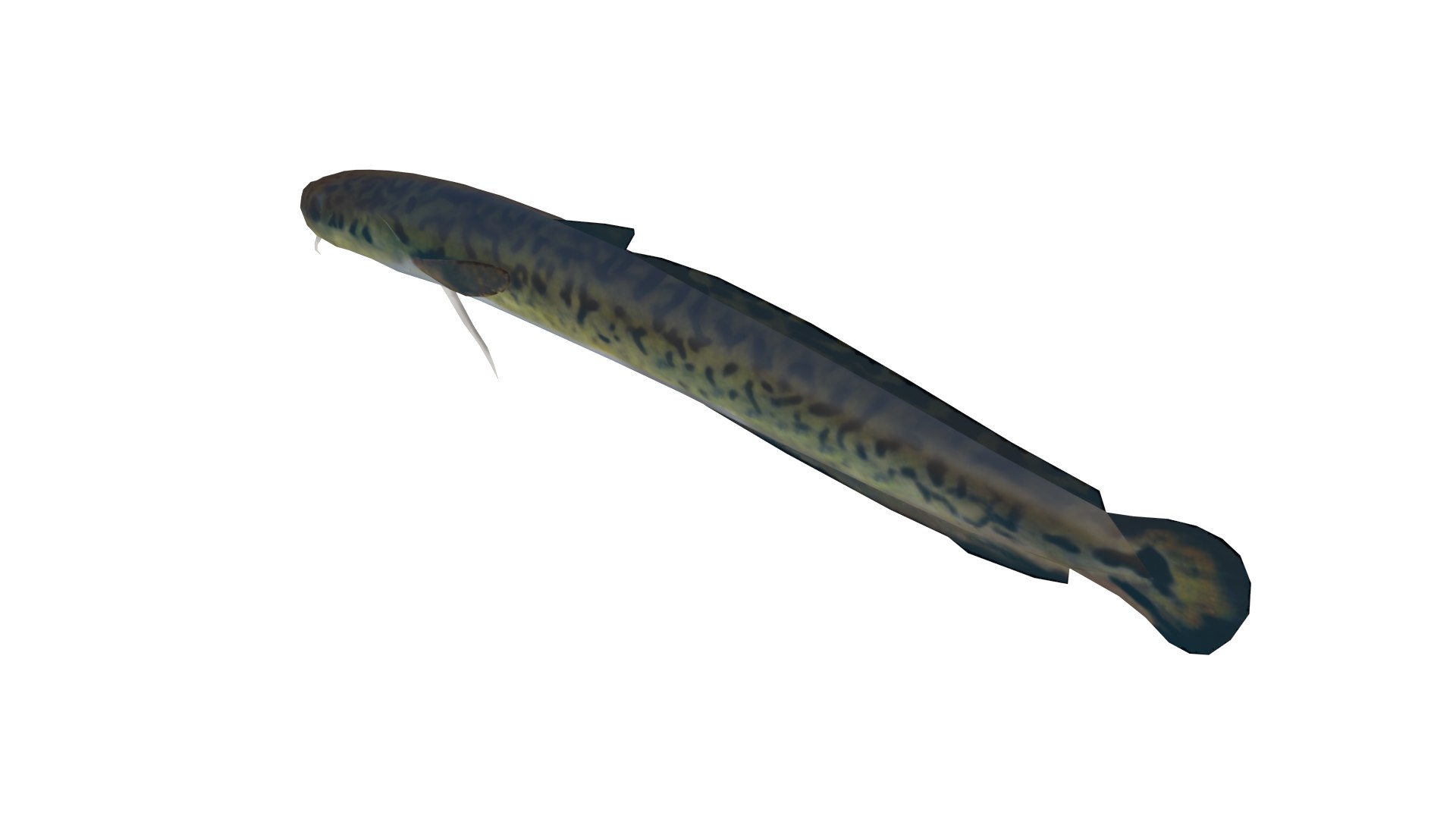 3D Burbot Fish 3D Model Model - TurboSquid 2311752