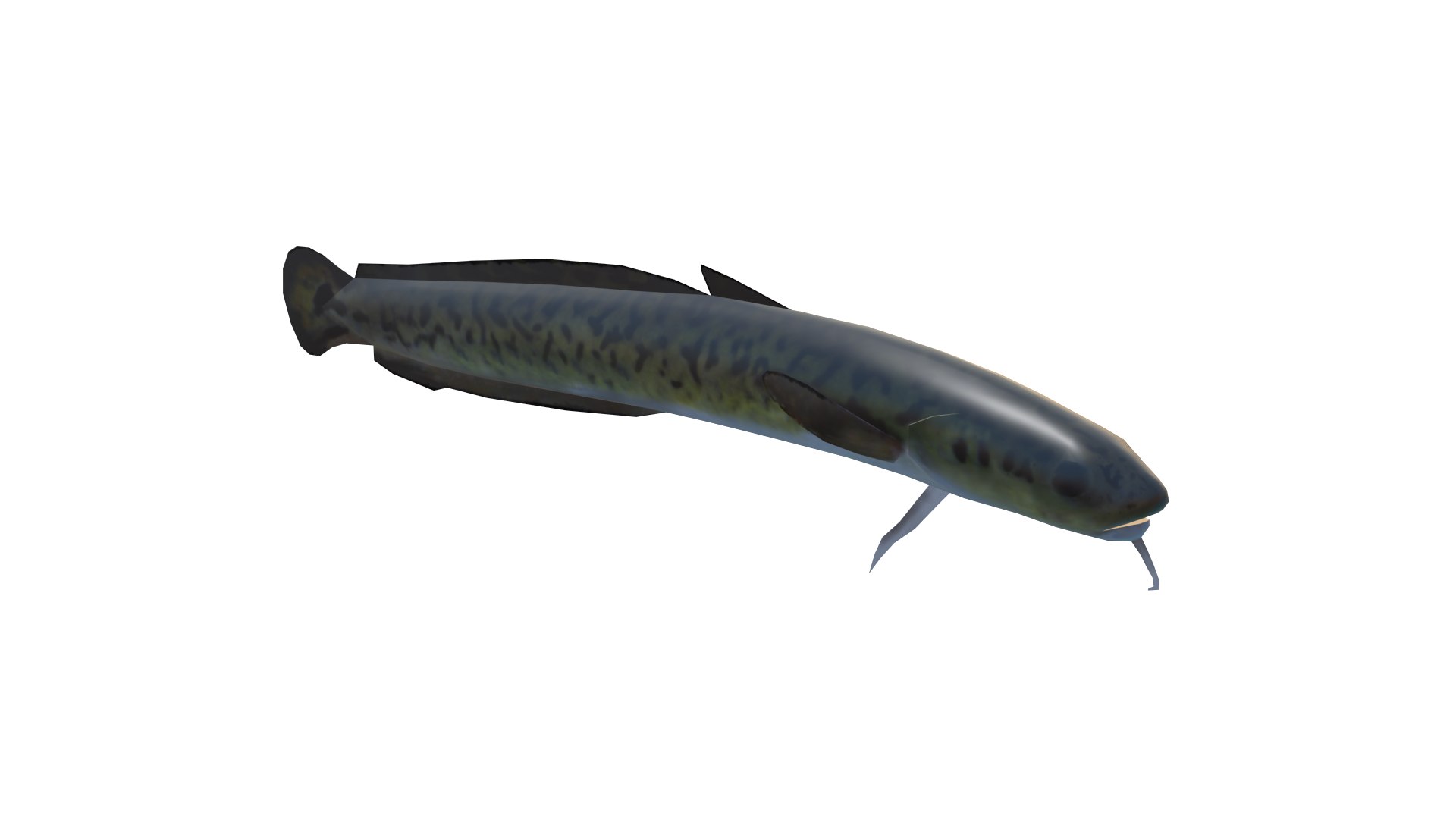 3D Burbot Fish 3D Model Model - TurboSquid 2311752