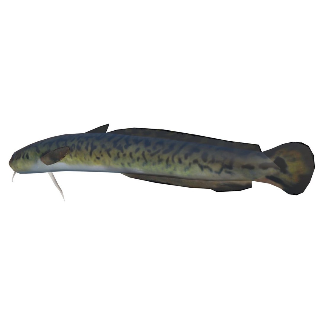 3D Burbot Fish 3D Model Model - TurboSquid 2311752