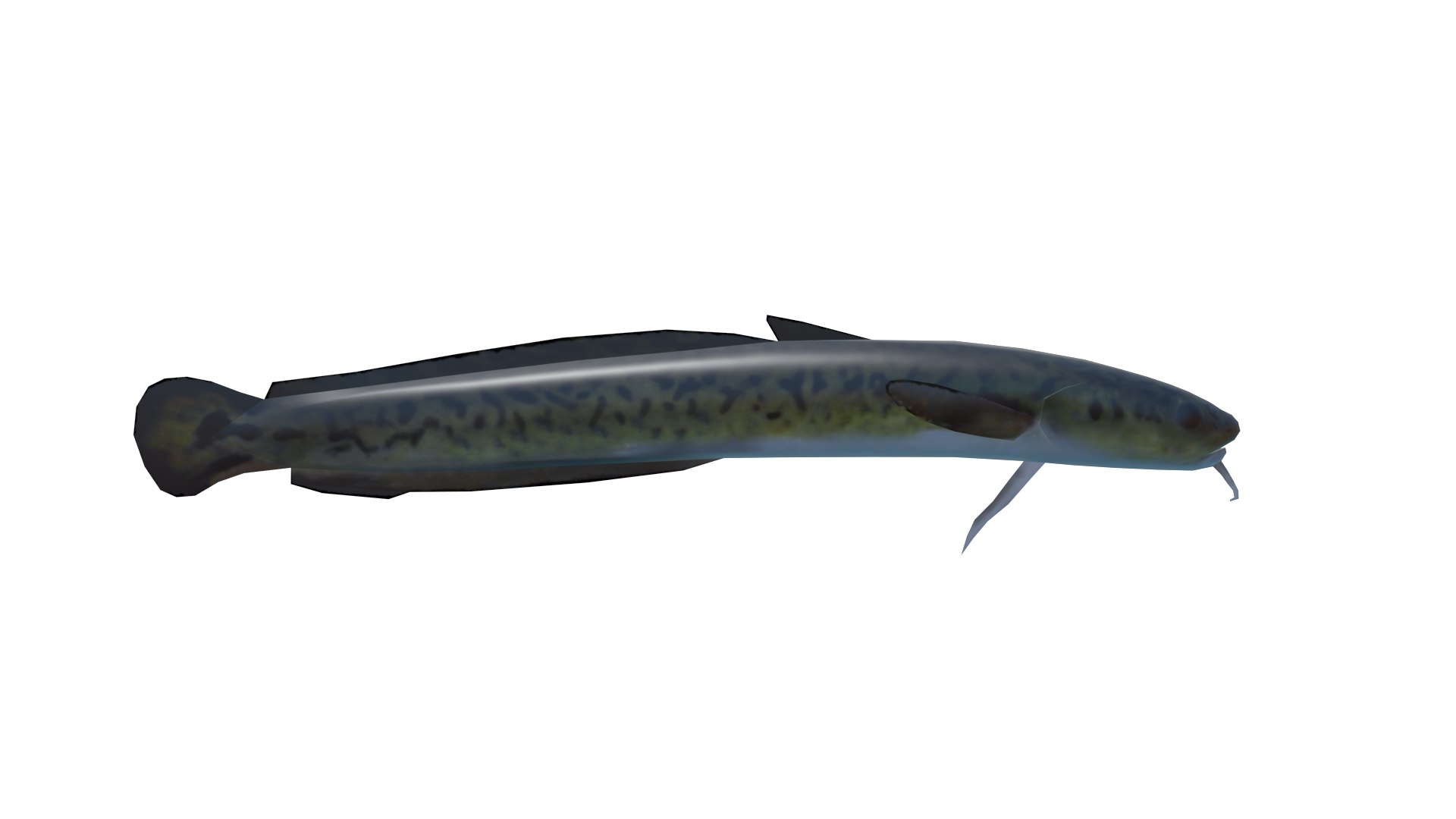 3D Burbot Fish 3D Model Model - TurboSquid 2311752