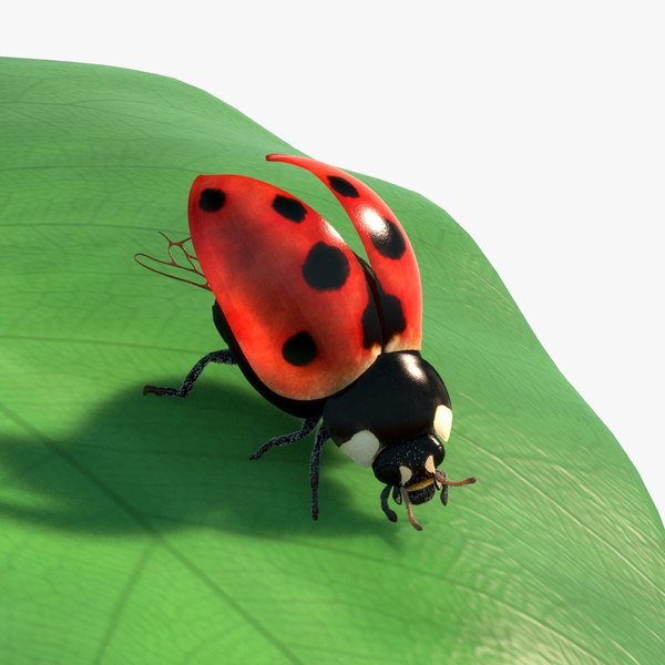 3d rigged ladybug model