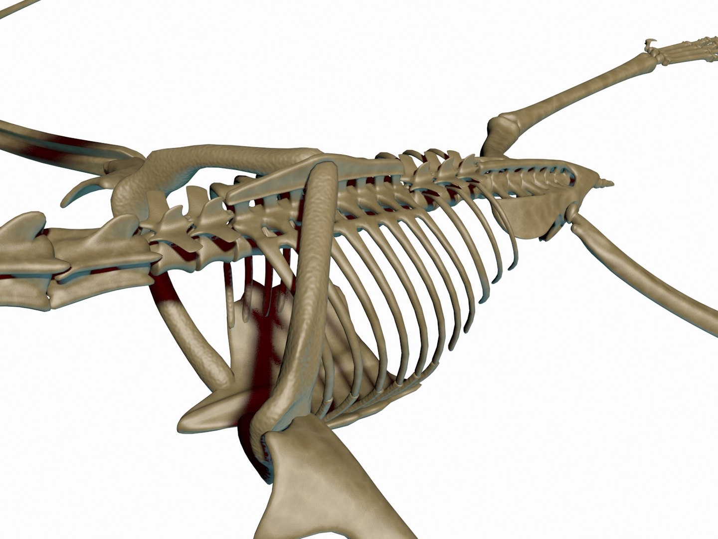Pteronodon skeleton dino 3D model - TurboSquid 1284687
