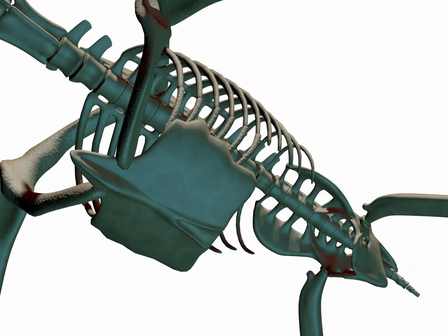 Pteronodon skeleton dino 3D model - TurboSquid 1284687