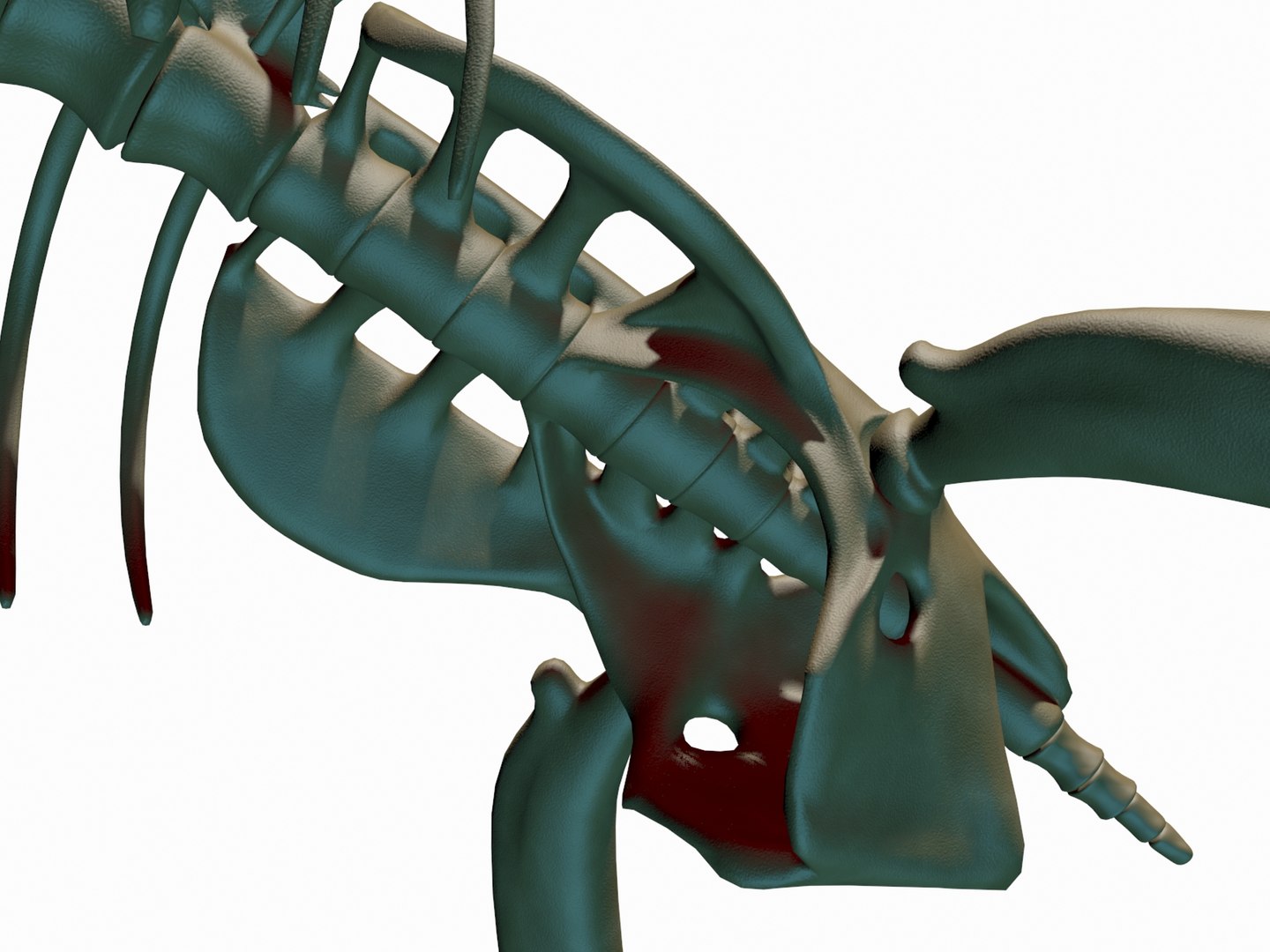 Pteronodon skeleton dino 3D model - TurboSquid 1284687