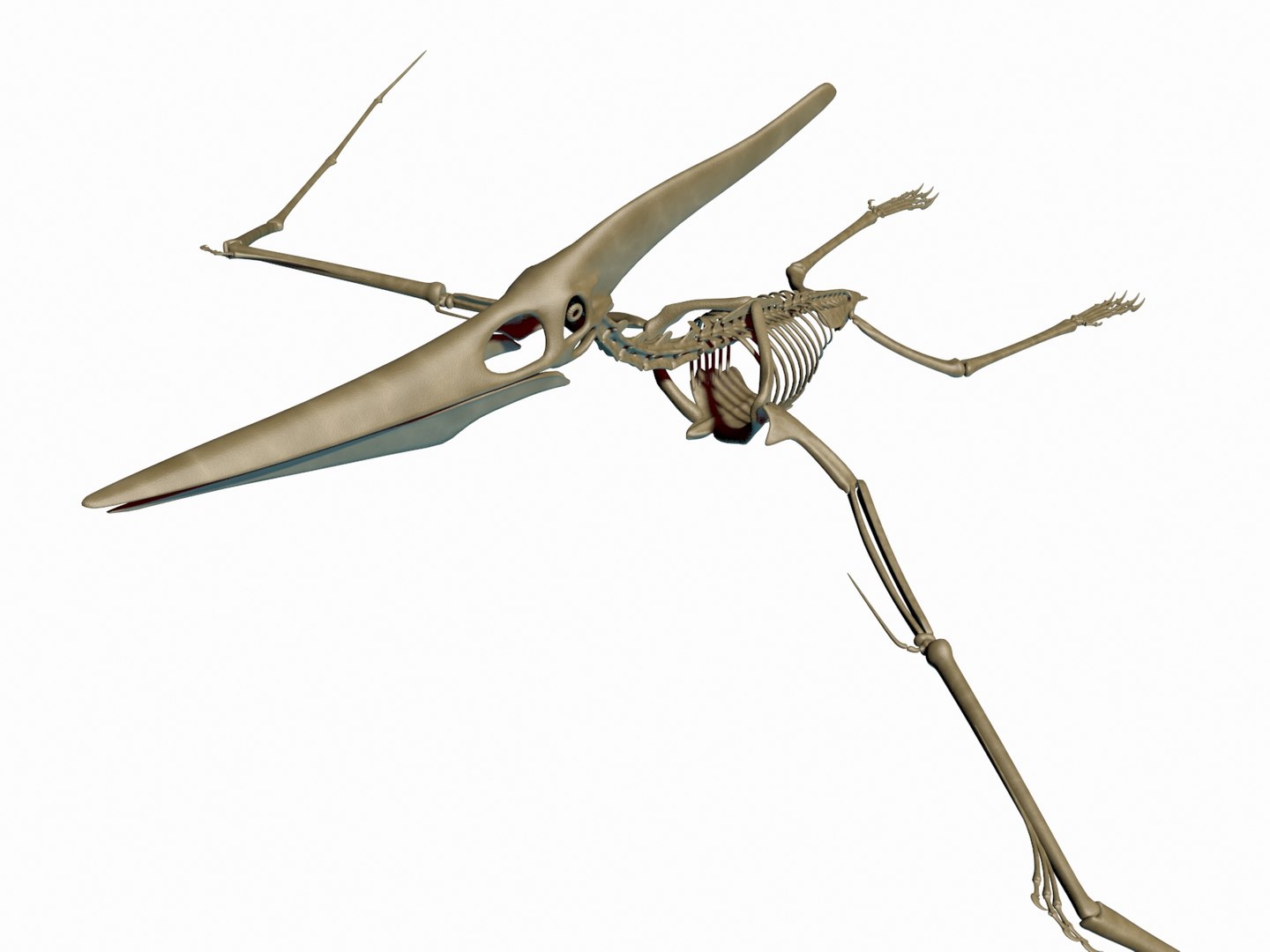 Pteronodon skeleton dino 3D model - TurboSquid 1284687