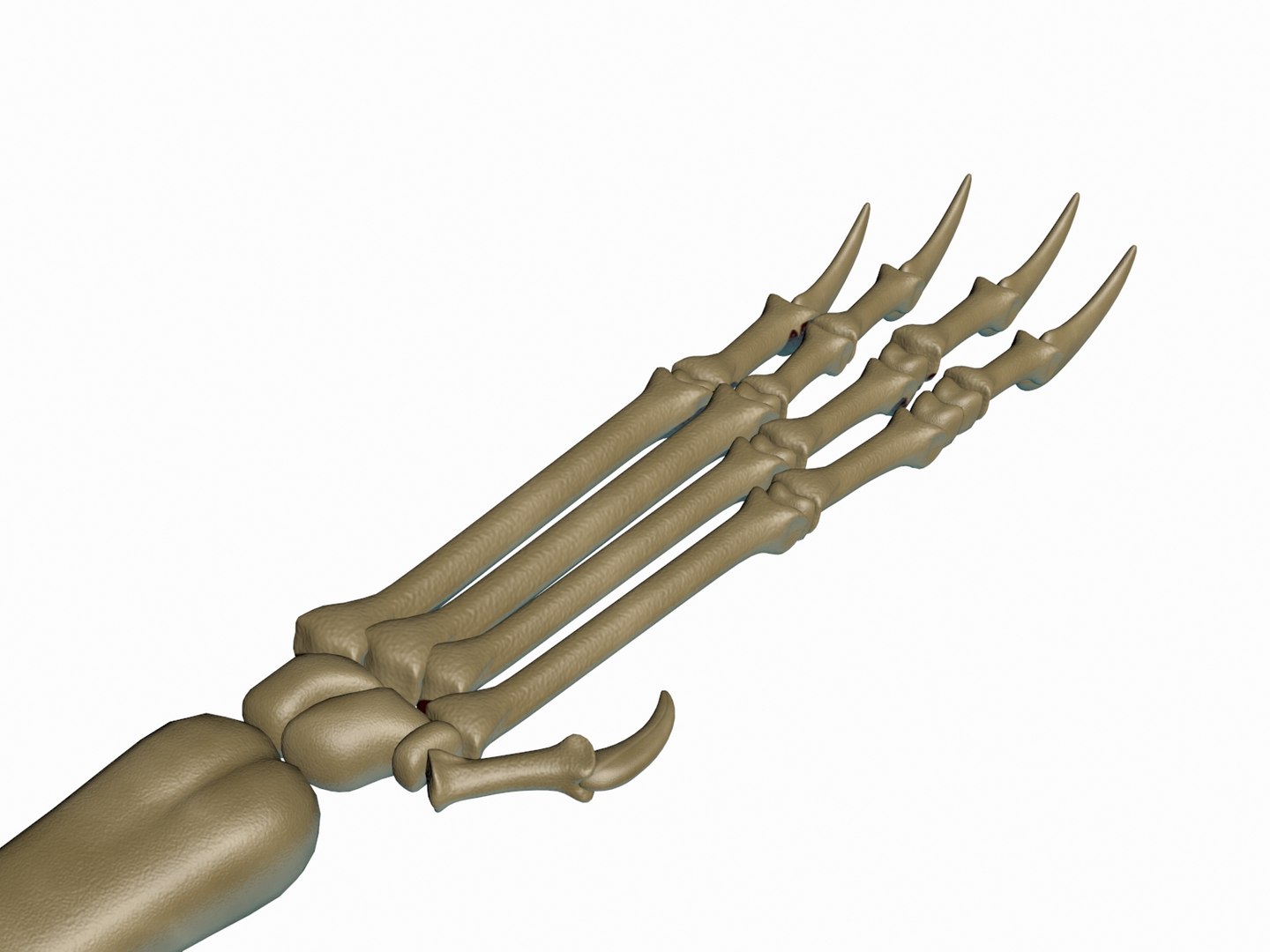 Pteronodon skeleton dino 3D model - TurboSquid 1284687