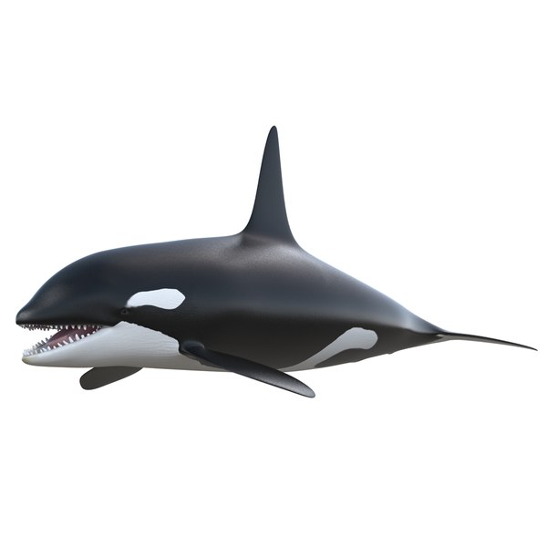 Orcas 3d Papier Killerwal Assemblishop