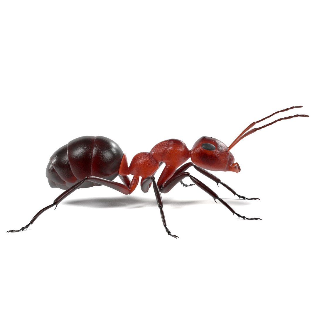 Red Ant 3d Obj