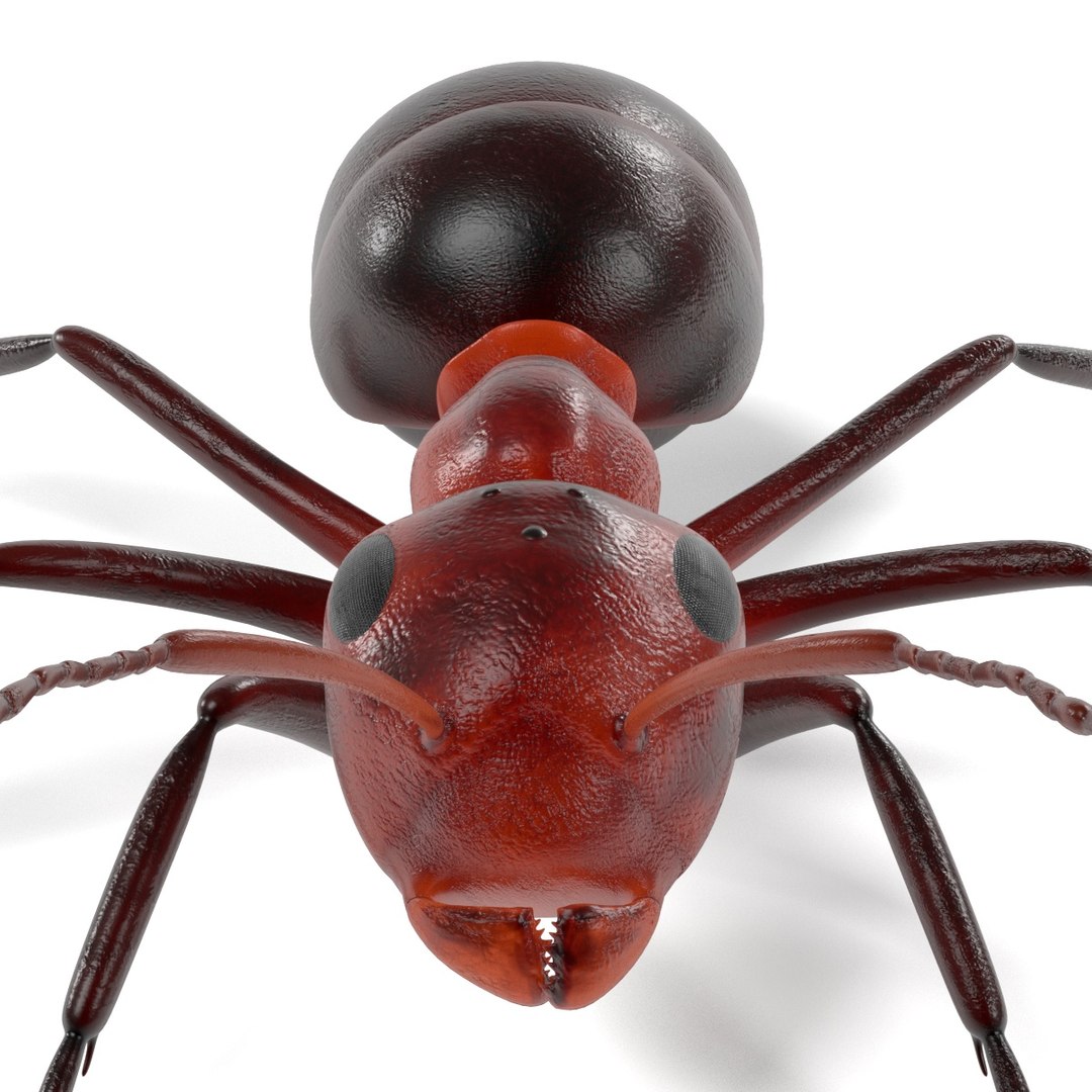 Red Ant 3d Obj