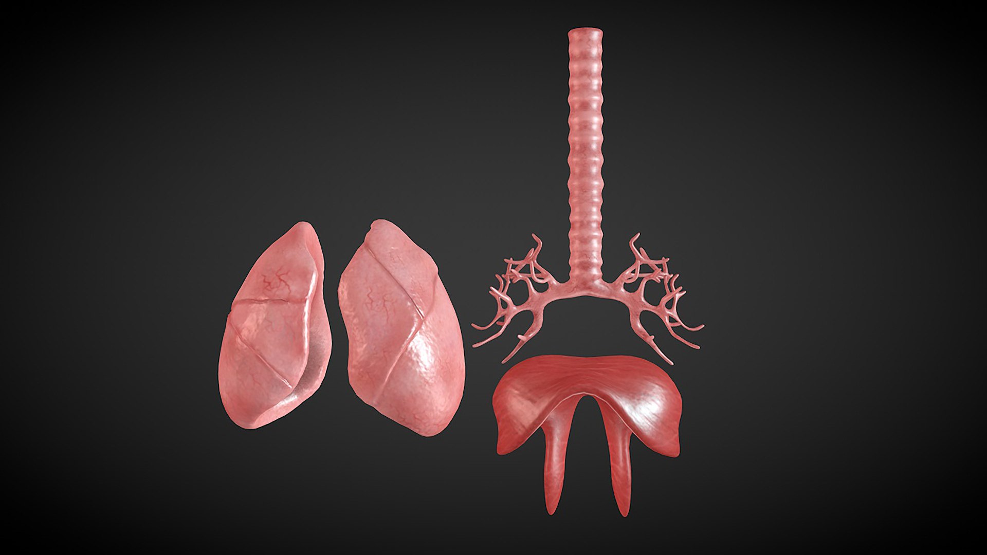 3D Respiratory System - TurboSquid 2060805