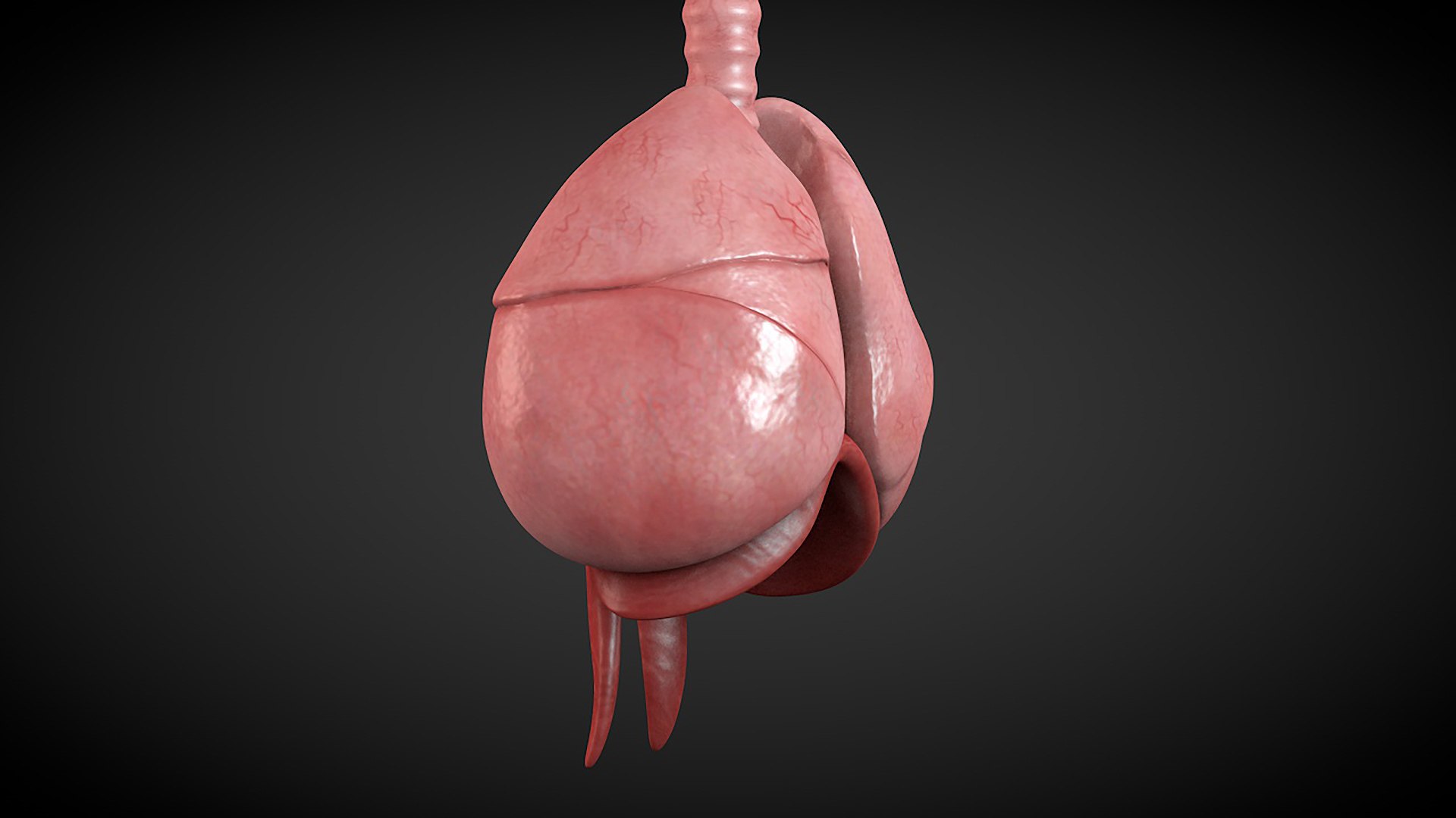3D Respiratory System - TurboSquid 2060805
