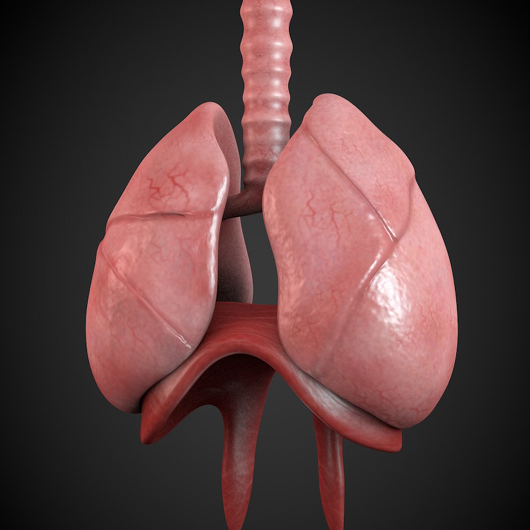 3D Respiratory System - TurboSquid 2060805
