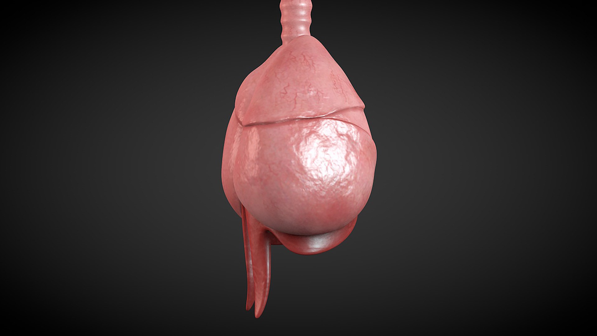 3D Respiratory System - TurboSquid 2060805