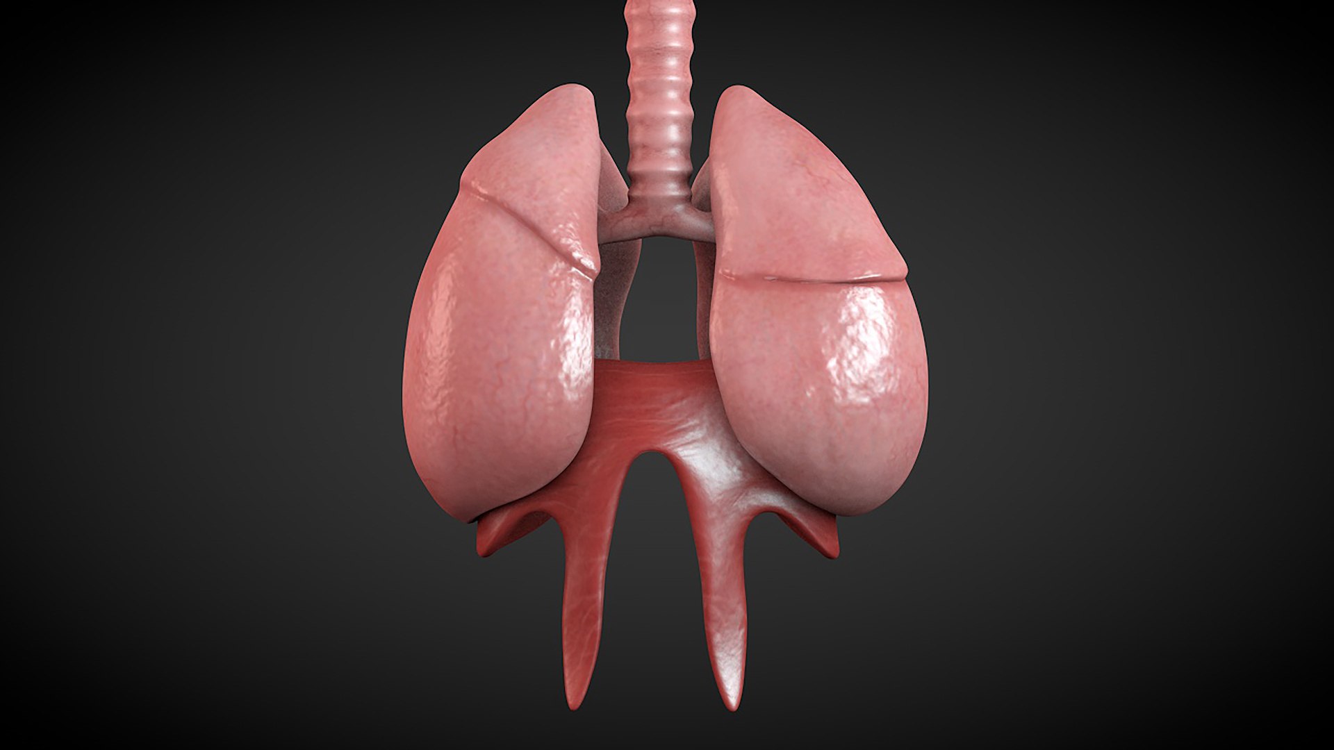 3D Respiratory System - TurboSquid 2060805