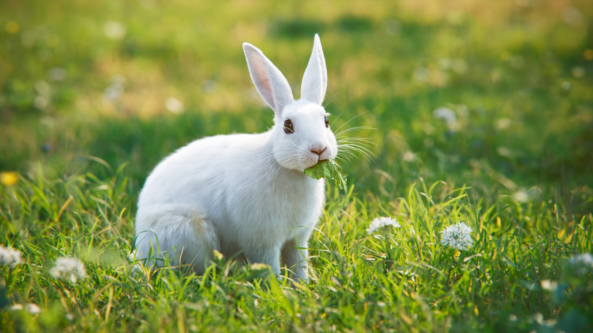 White rabbit Animated 3D model - TurboSquid 2004236