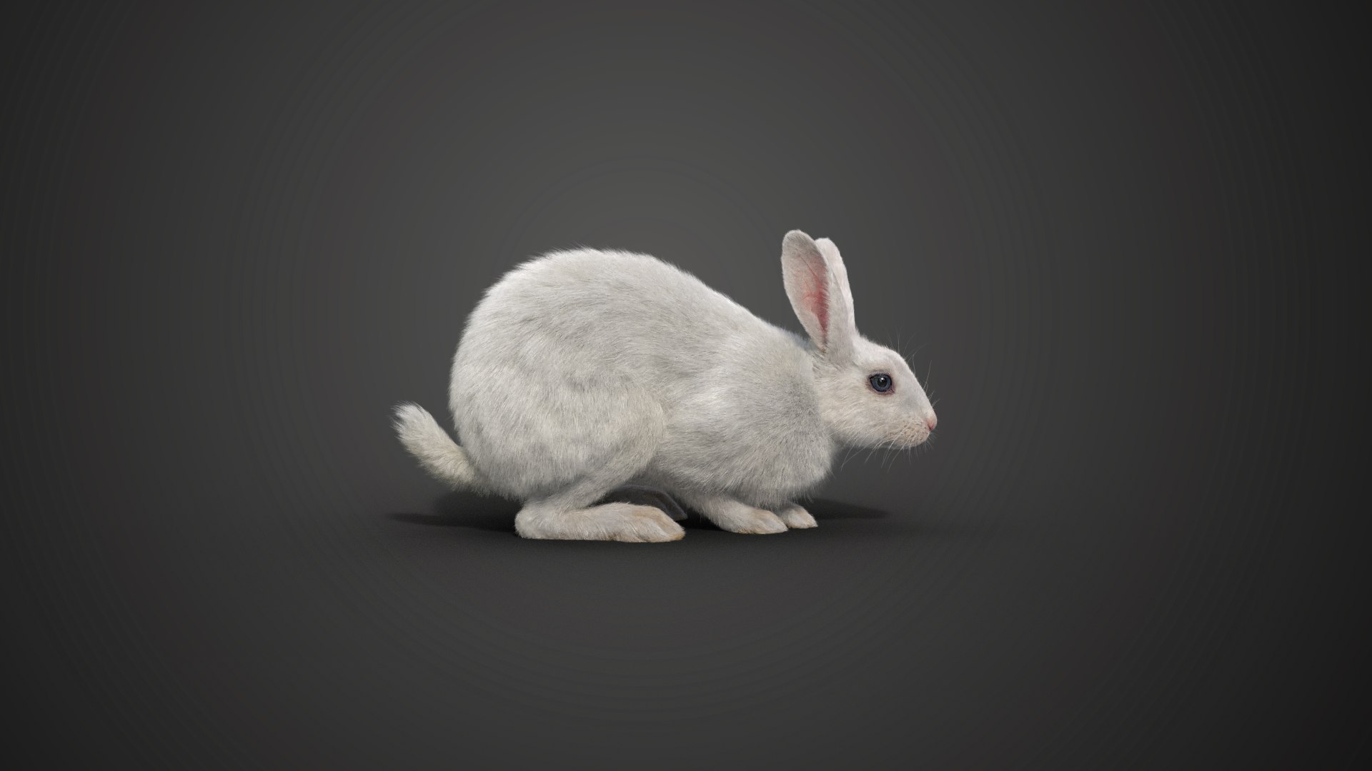 White rabbit Animated 3D model - TurboSquid 2004236
