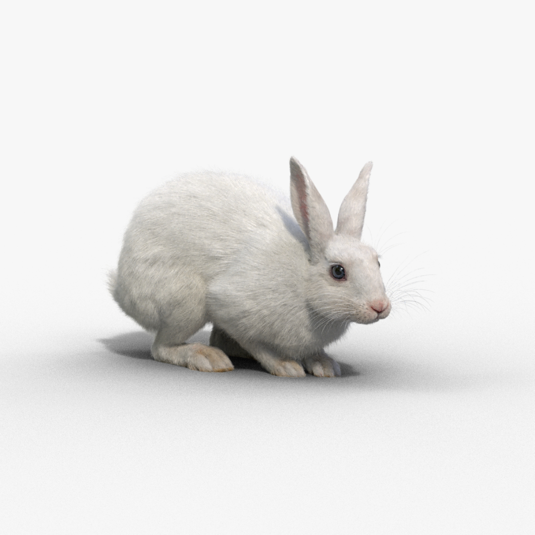 White rabbit Animated 3D model - TurboSquid 2004236