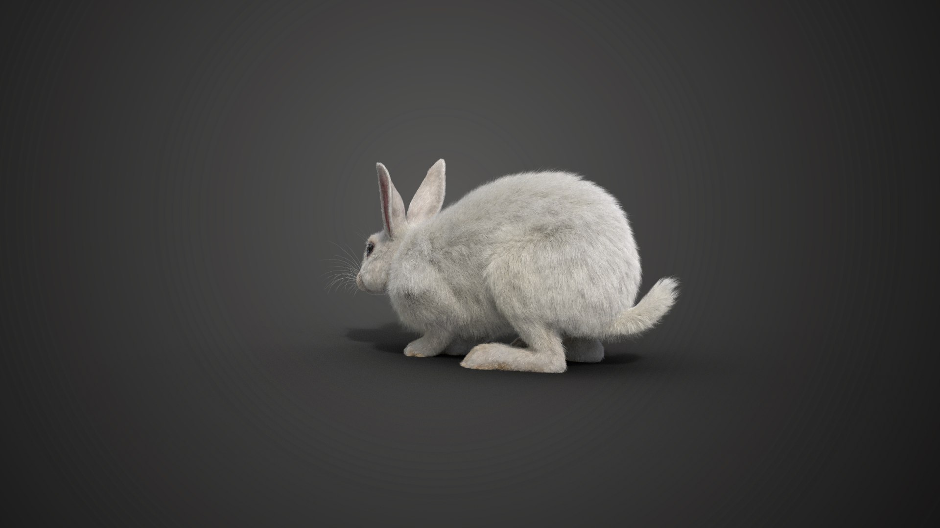 White rabbit Animated 3D model - TurboSquid 2004236
