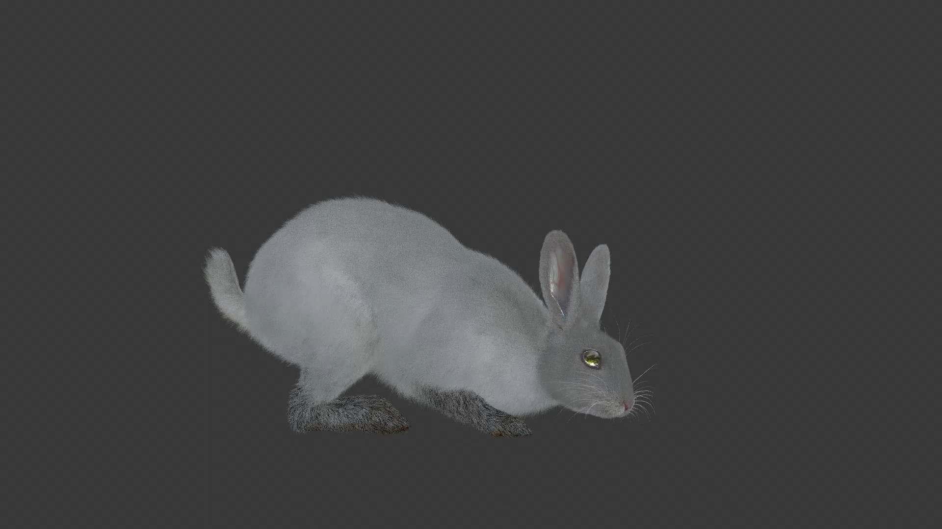 White Rabbit Animated 3D Model - TurboSquid 2004236