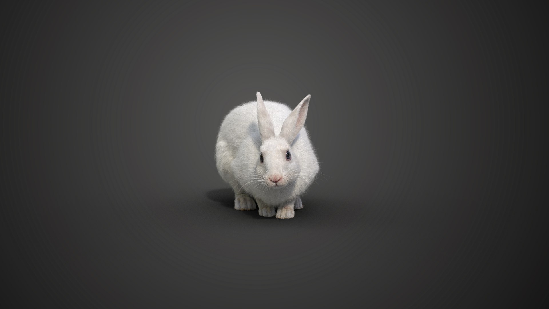 White Rabbit Animated 3D Model - TurboSquid 2004236