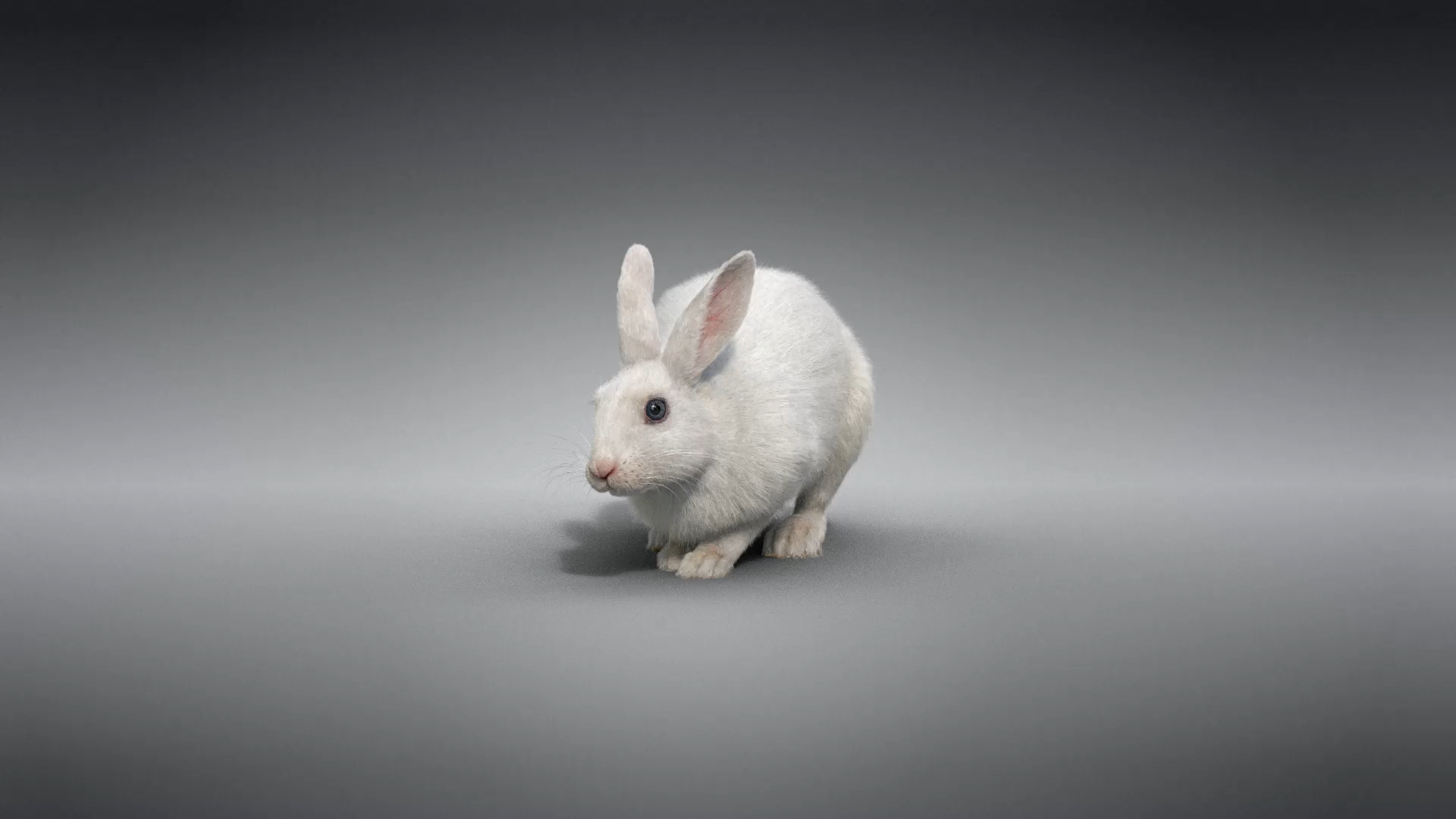 White Rabbit Animated 3D Model - TurboSquid 2004236