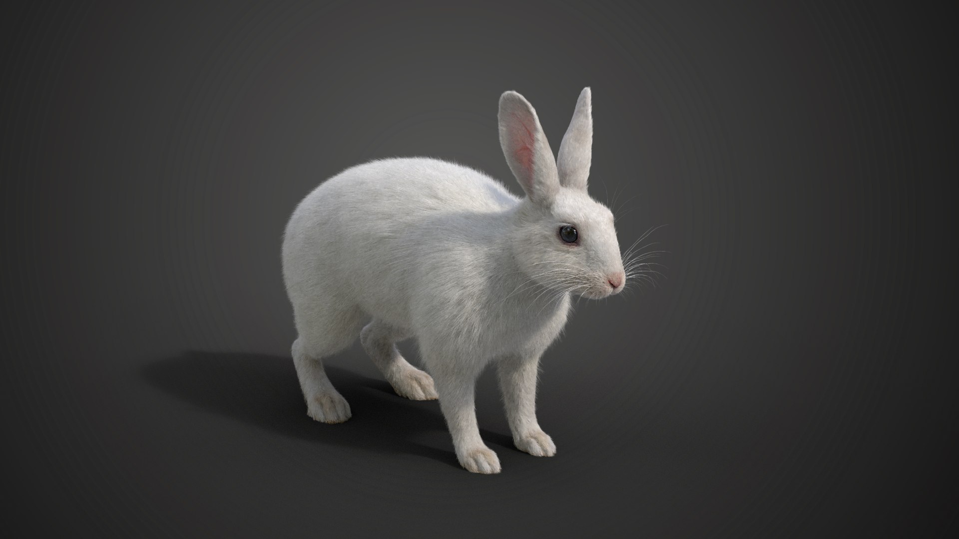 White rabbit Animated 3D model - TurboSquid 2004236